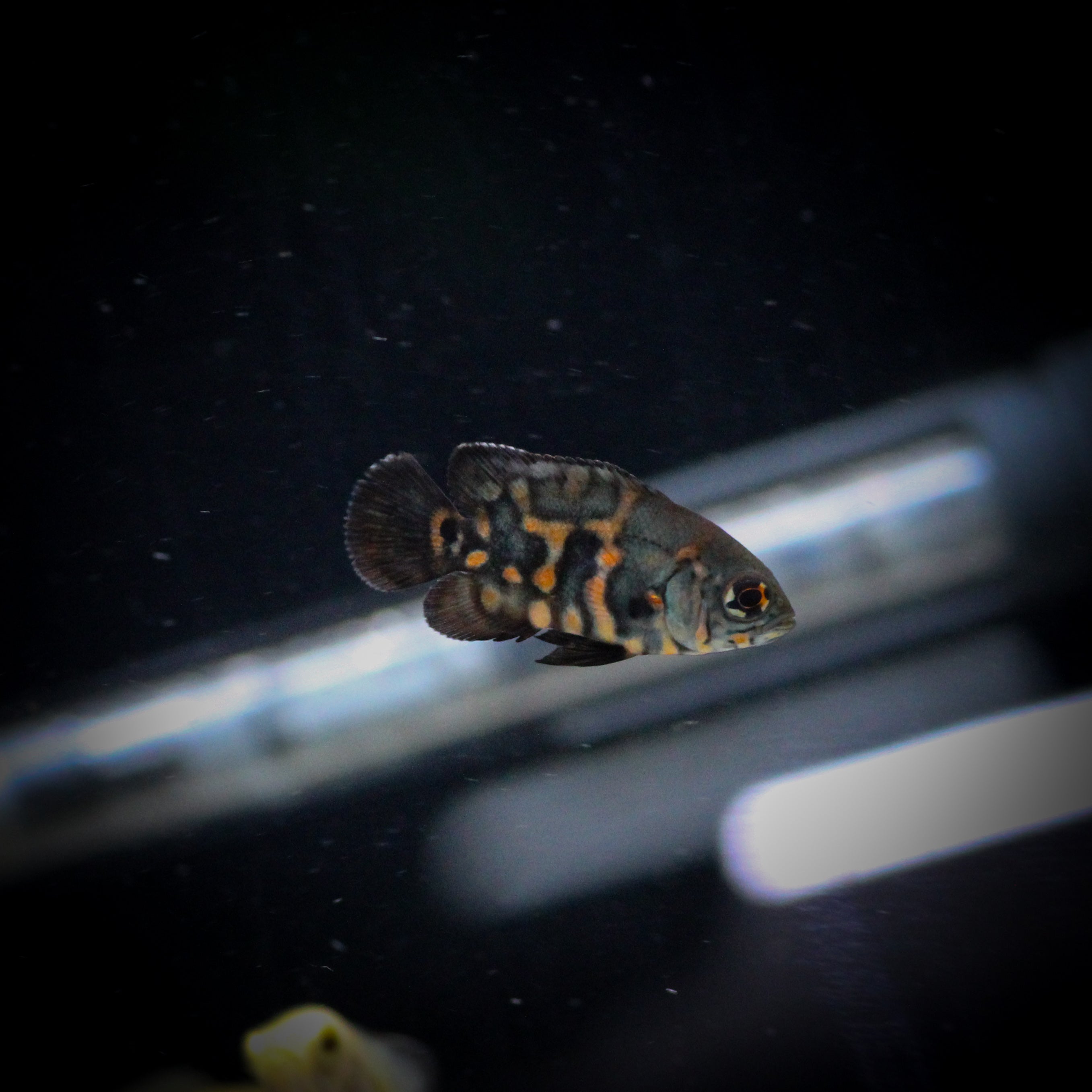 Cichlids at ShopHAW.com