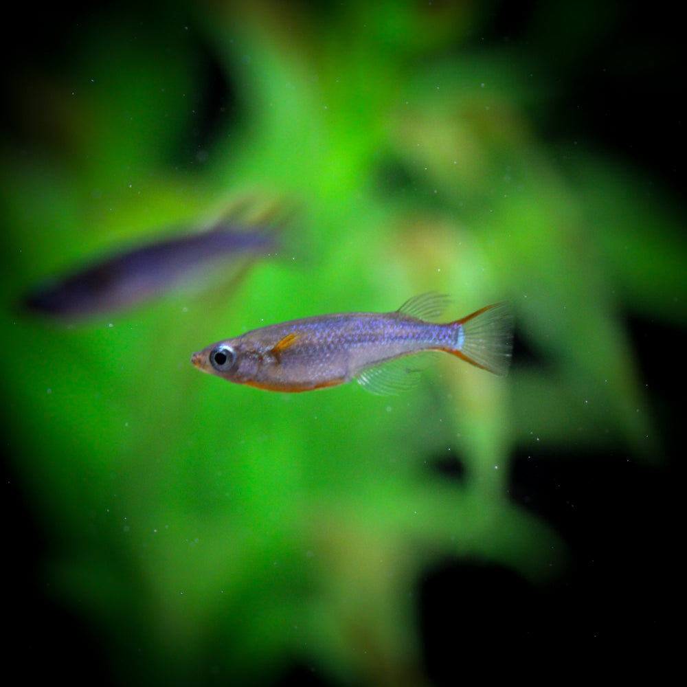 FISH – ShopHAW