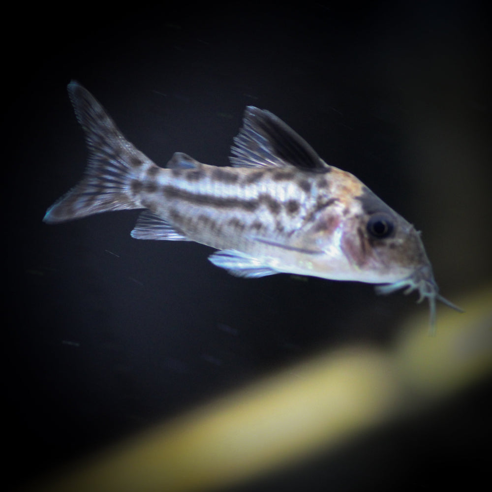 FISH – ShopHAW