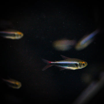Tetras at ShopHAW.com