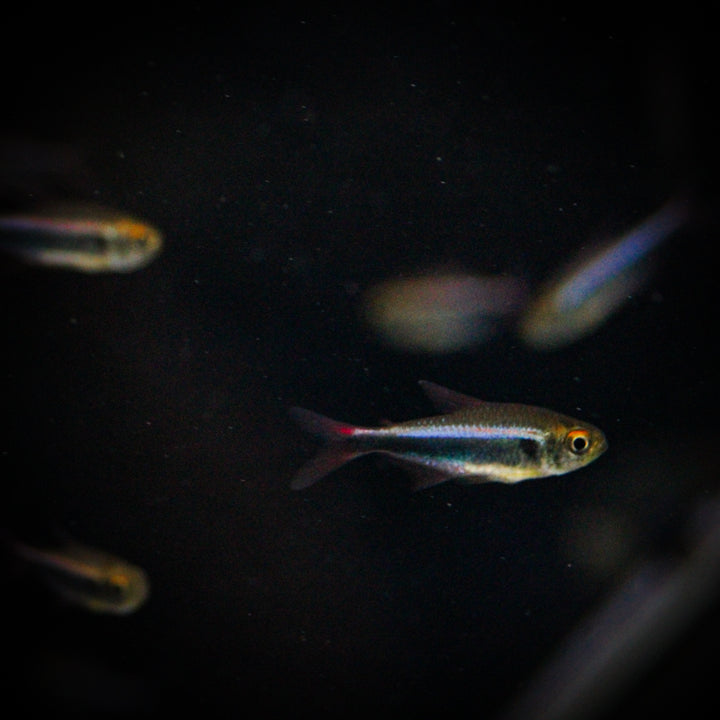 Tetras at ShopHAW.com