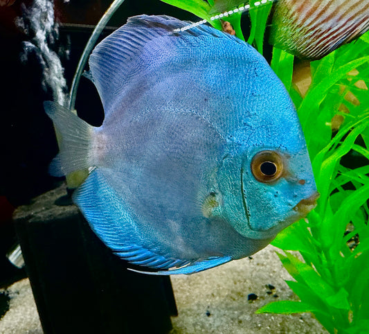 Discus at ShopHAW.com