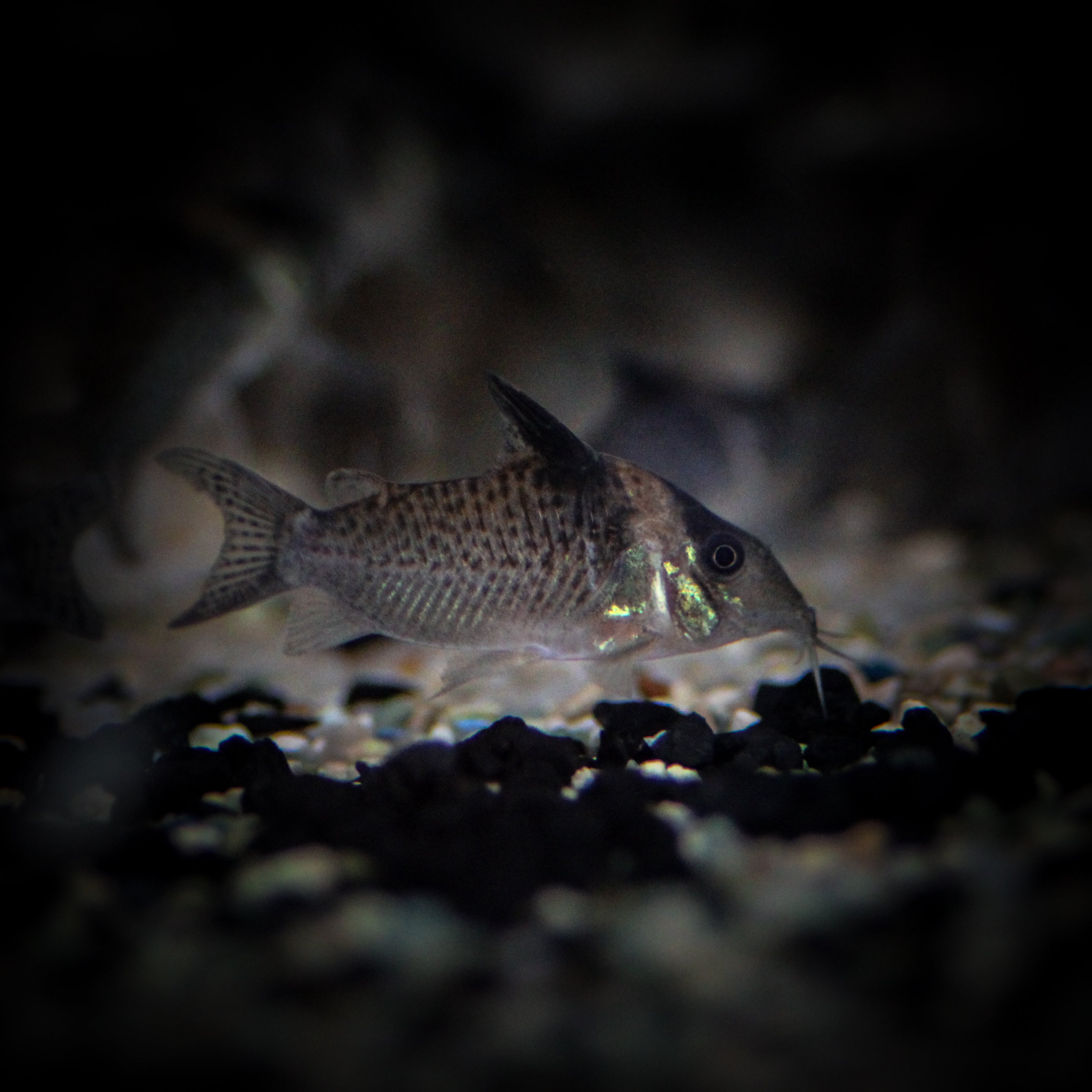 Corydoras – ShopHAW