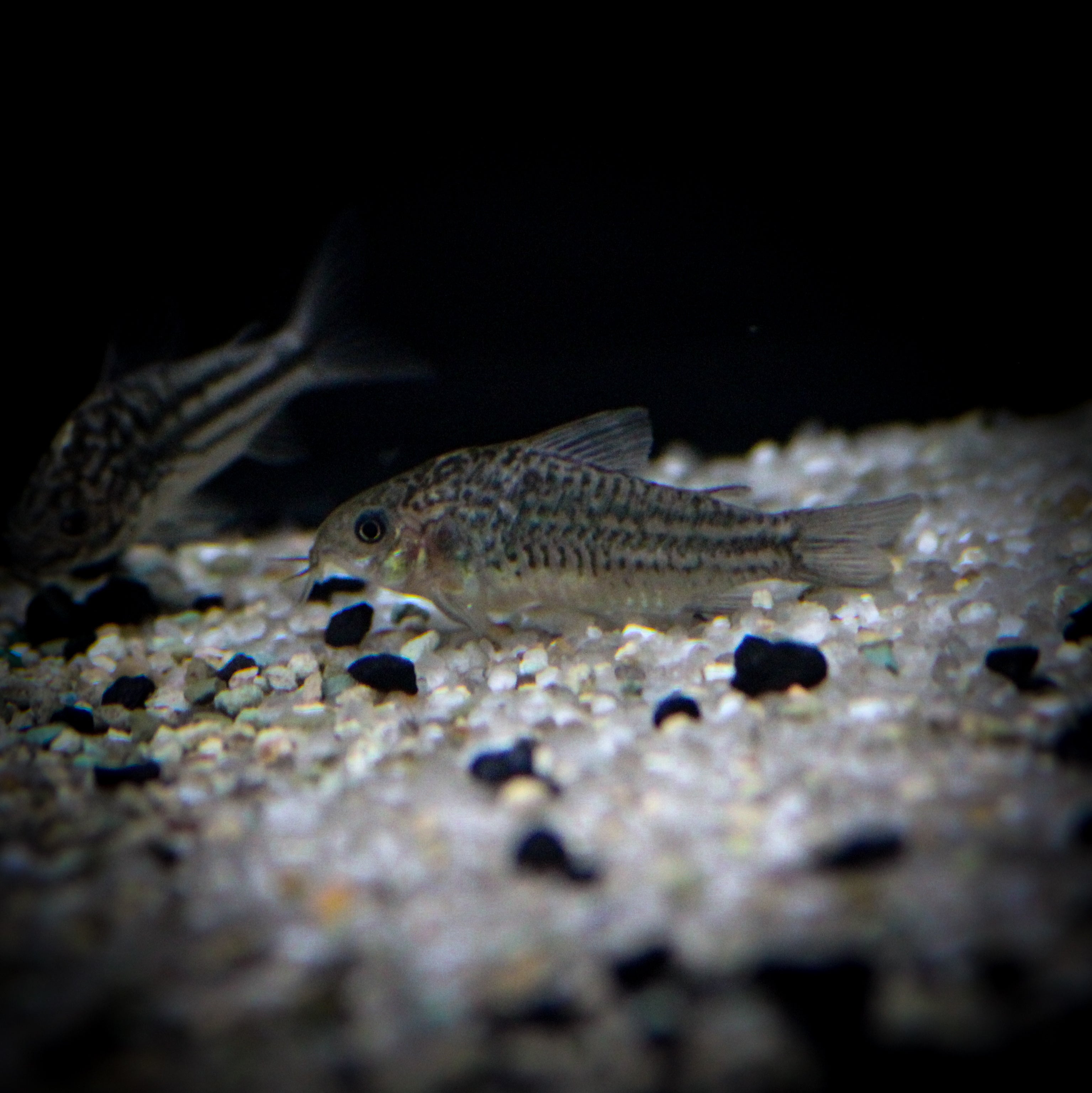 Corydoras – ShopHAW