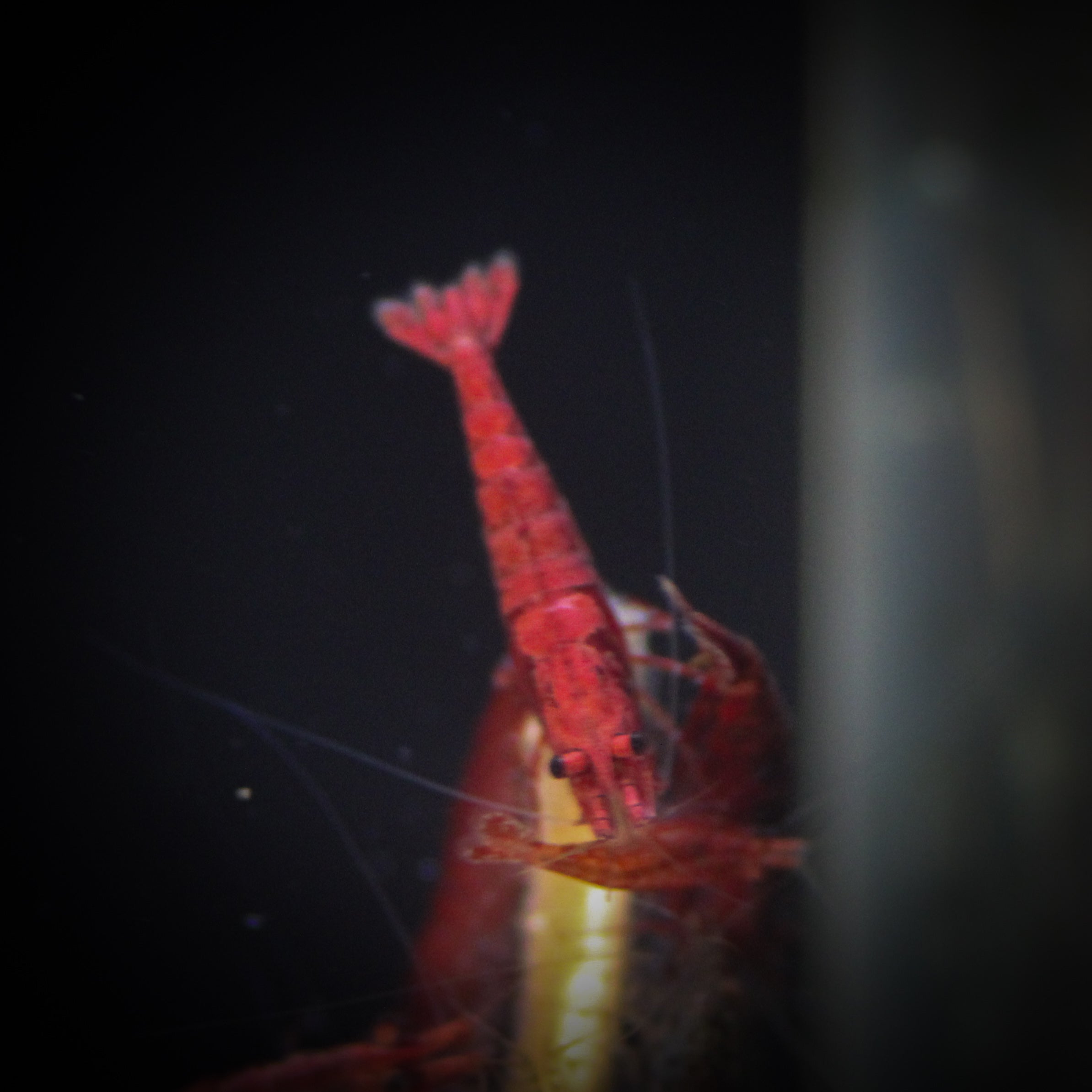 Fire Red Shrimp (Neocaridina davidi) – ShopHAW