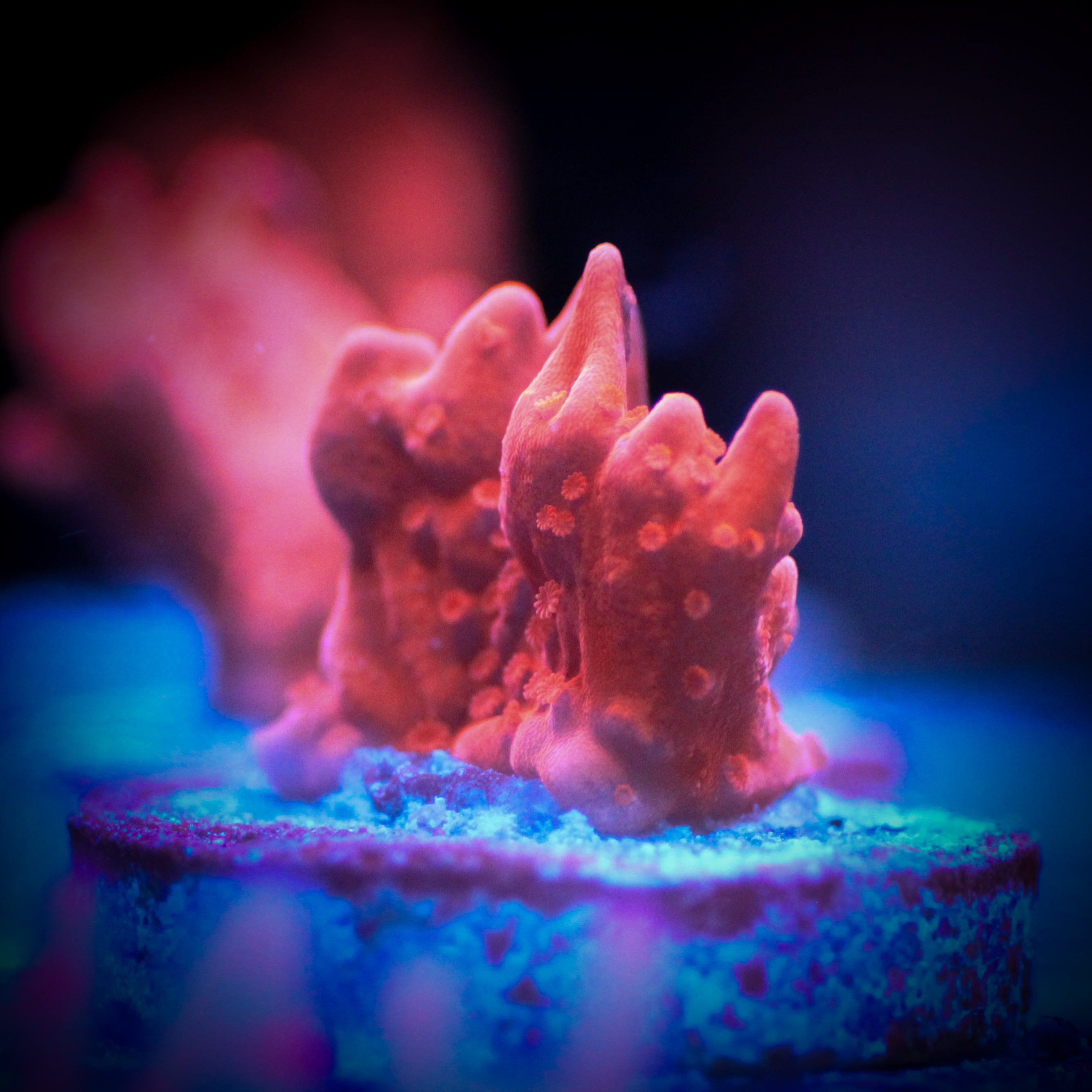 HAW Red Setosa – ShopHAW