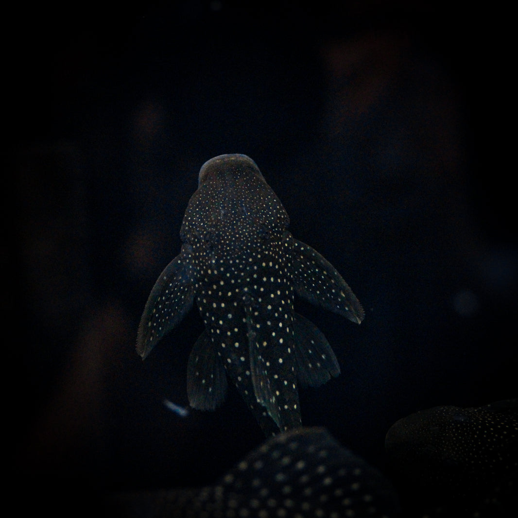 Plecostomus at ShopHAW.com