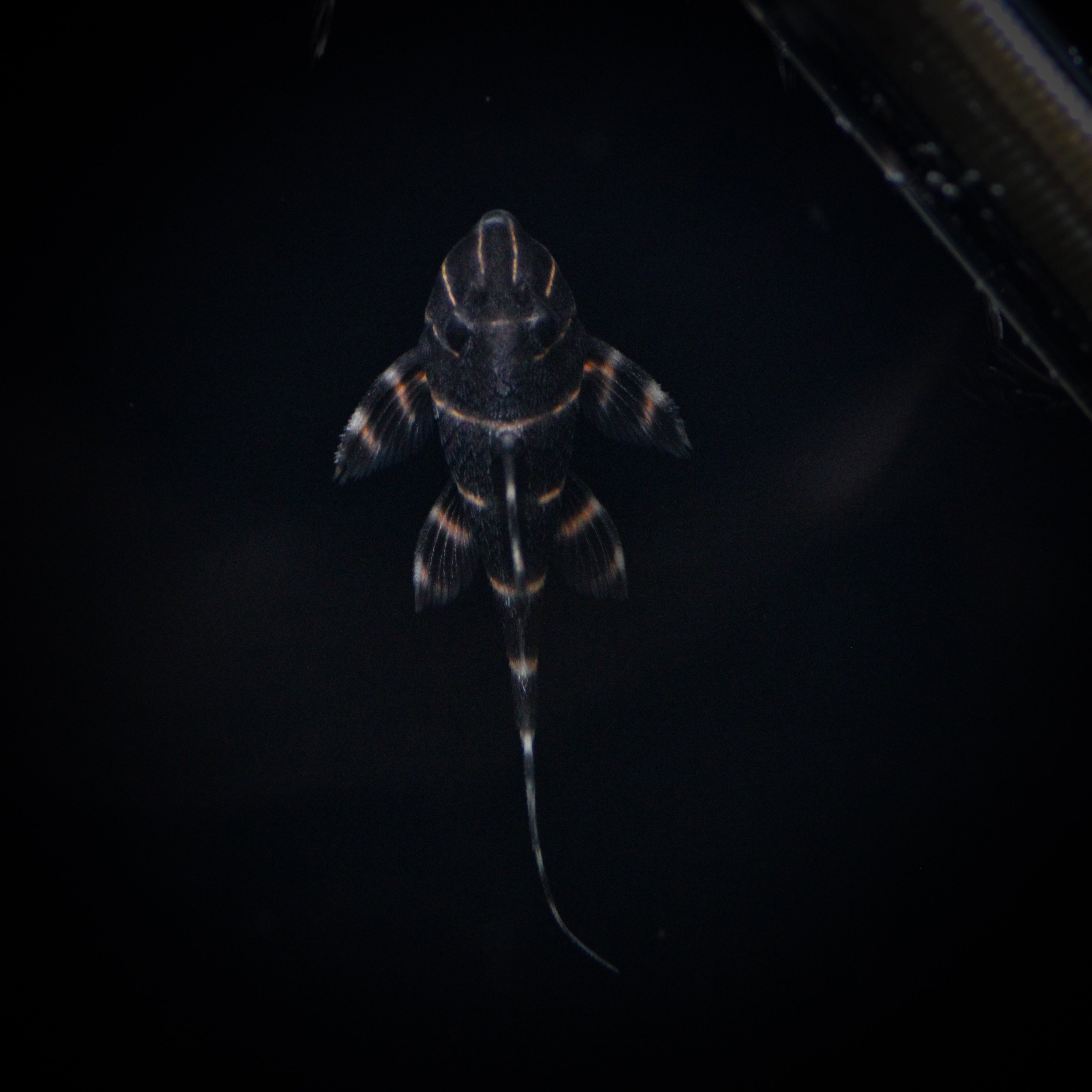 Plecostomus at ShopHAW.com