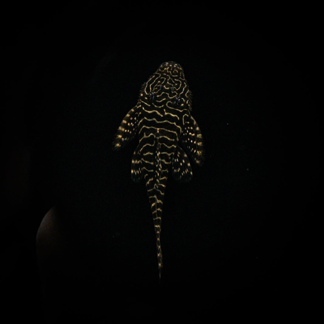 Plecostomus at ShopHAW.com