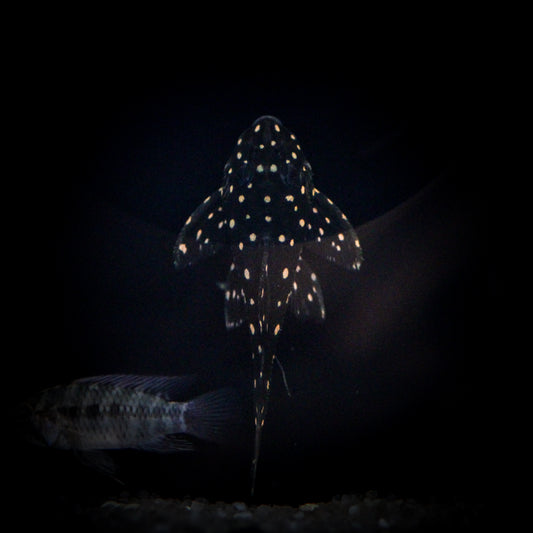 Plecostomus at ShopHAW.com