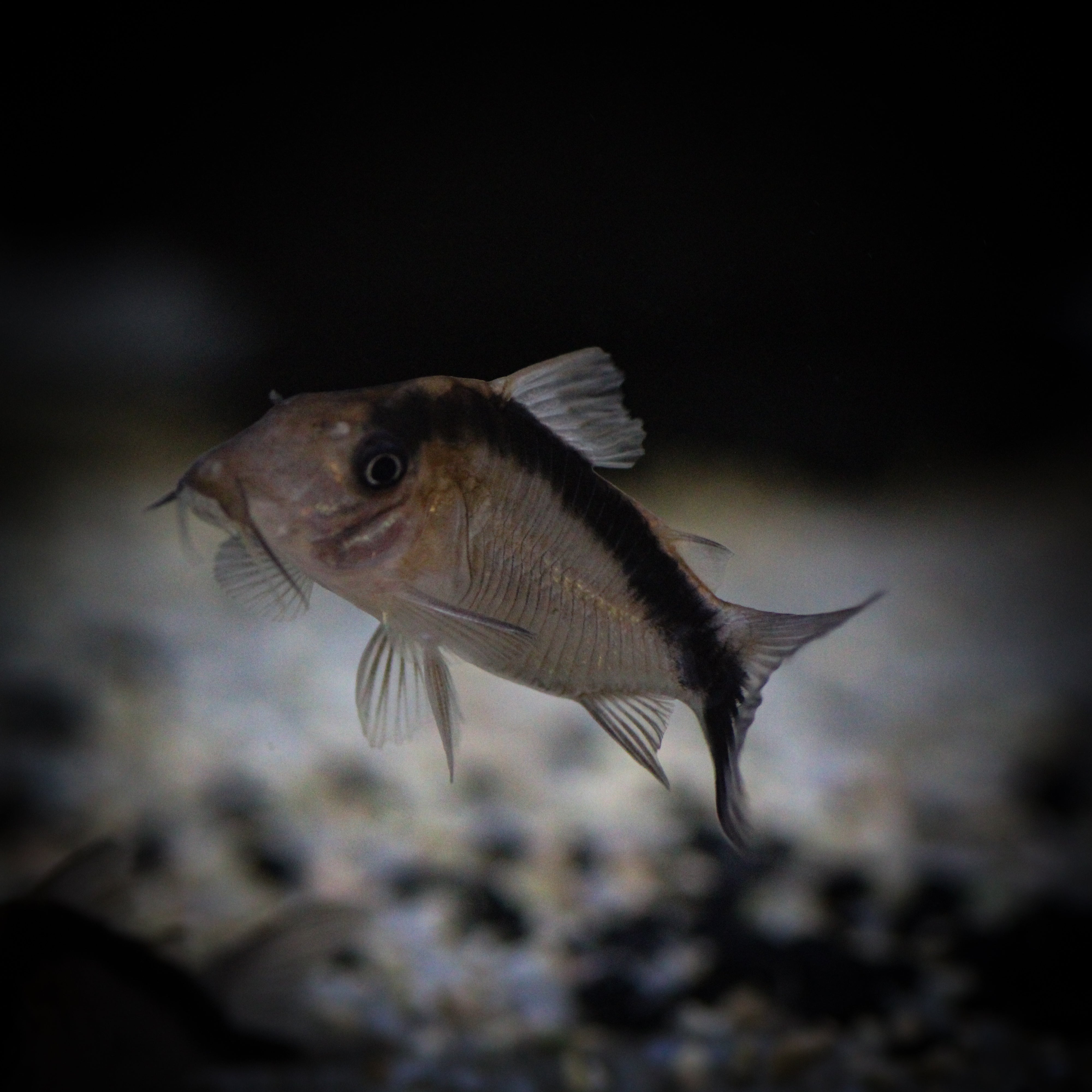 Corydoras – ShopHAW