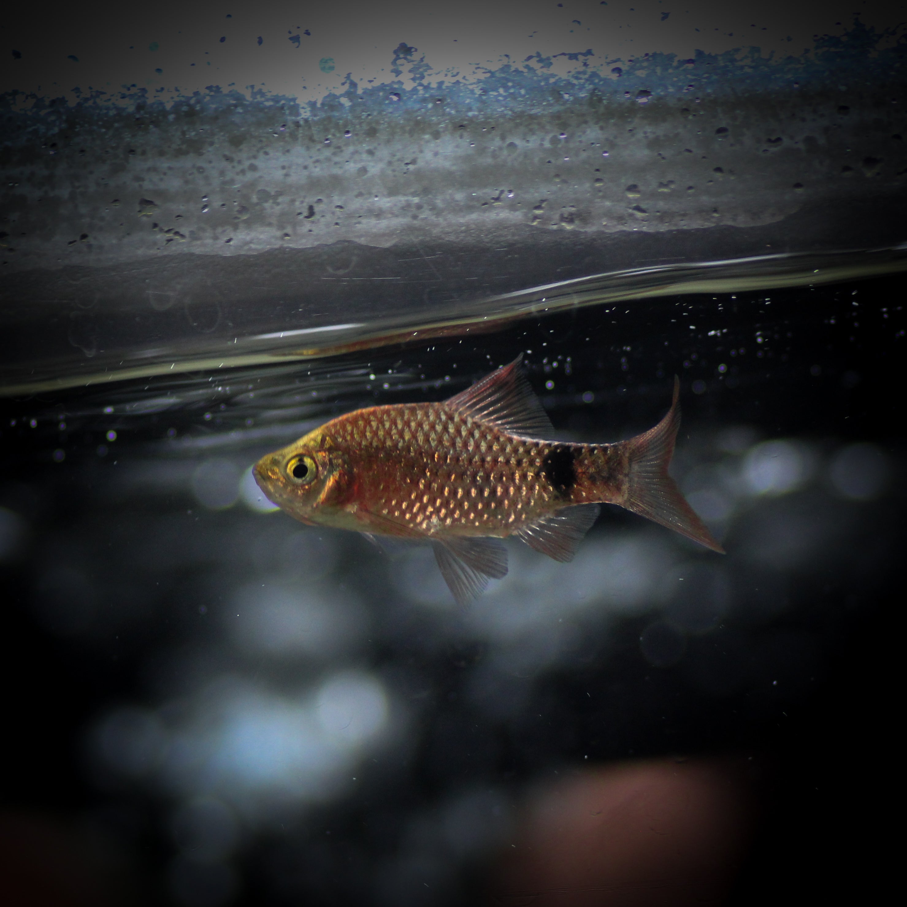 Neon Rosy Barb – ShopHAW