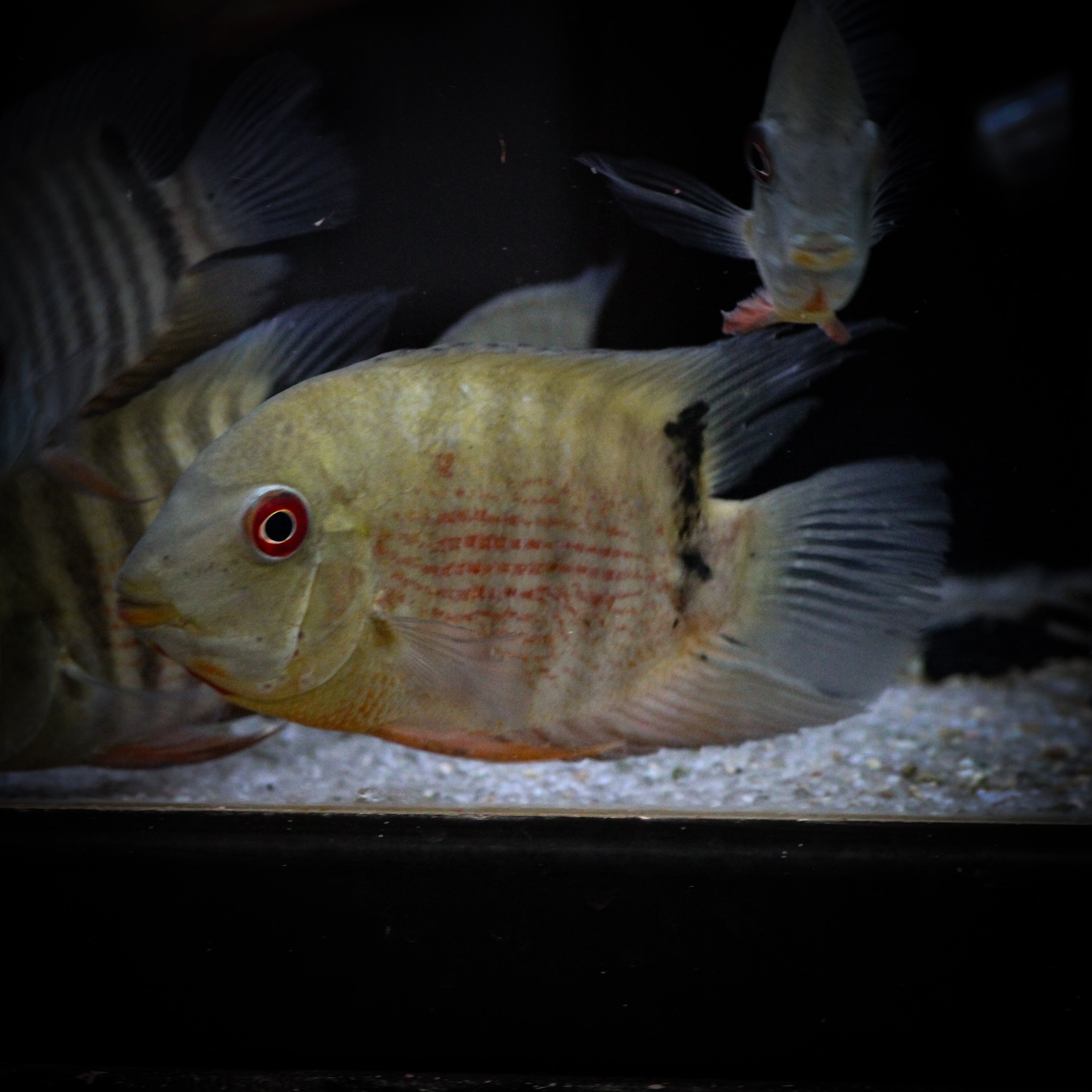 Cichlids at ShopHAW.com