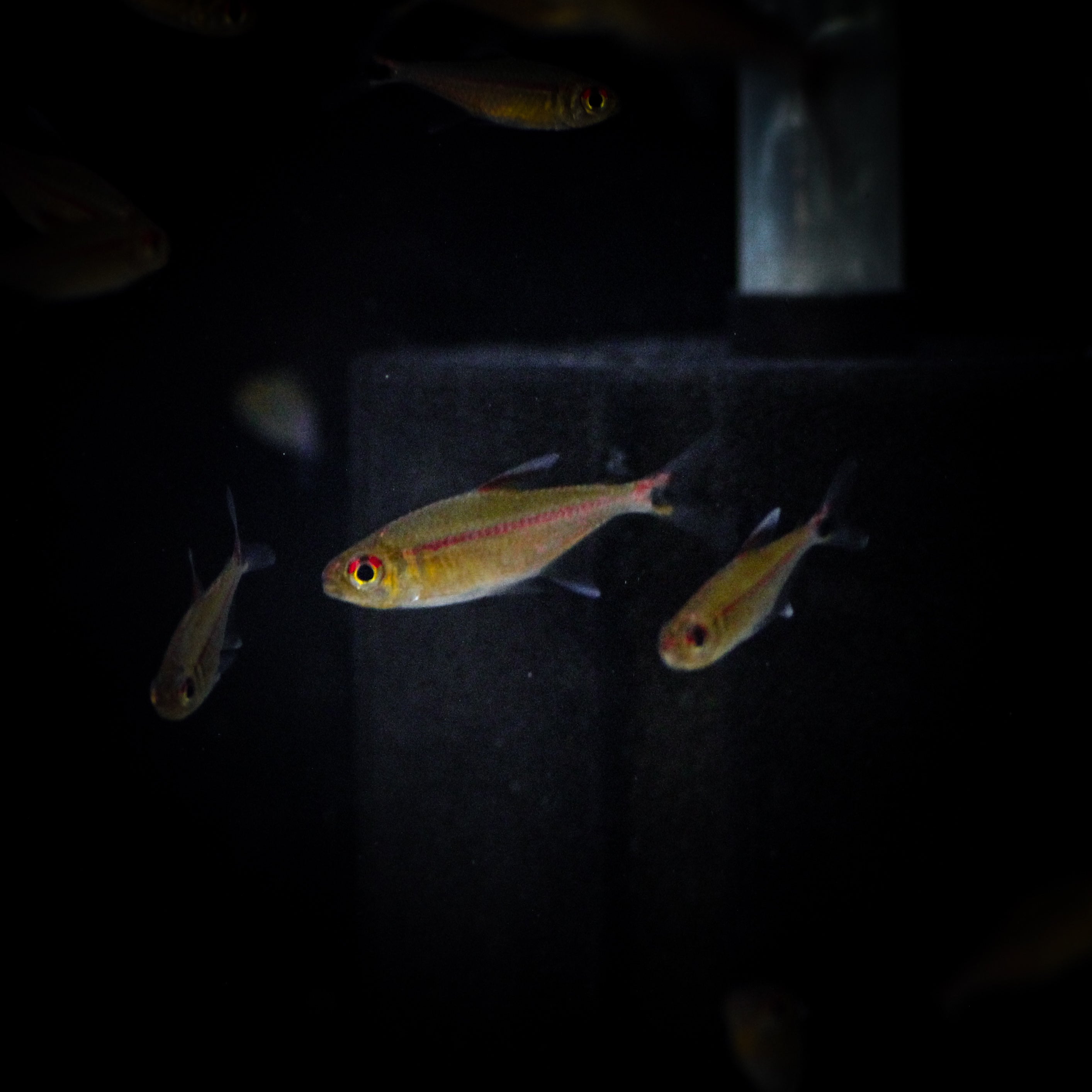 Tetras at ShopHAW.com