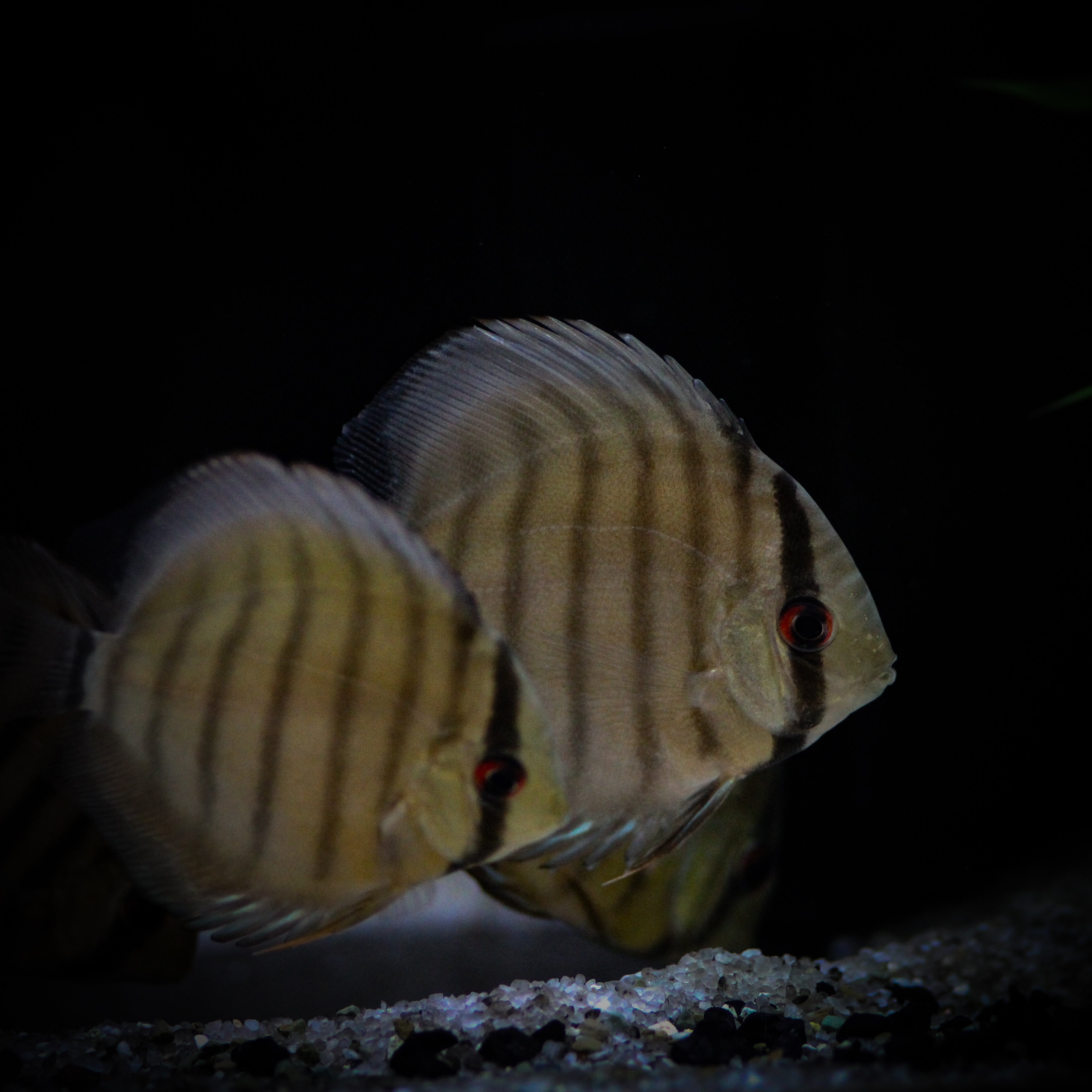 Discus at ShopHAW.com