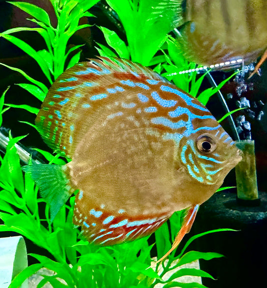 Discus at ShopHAW.com