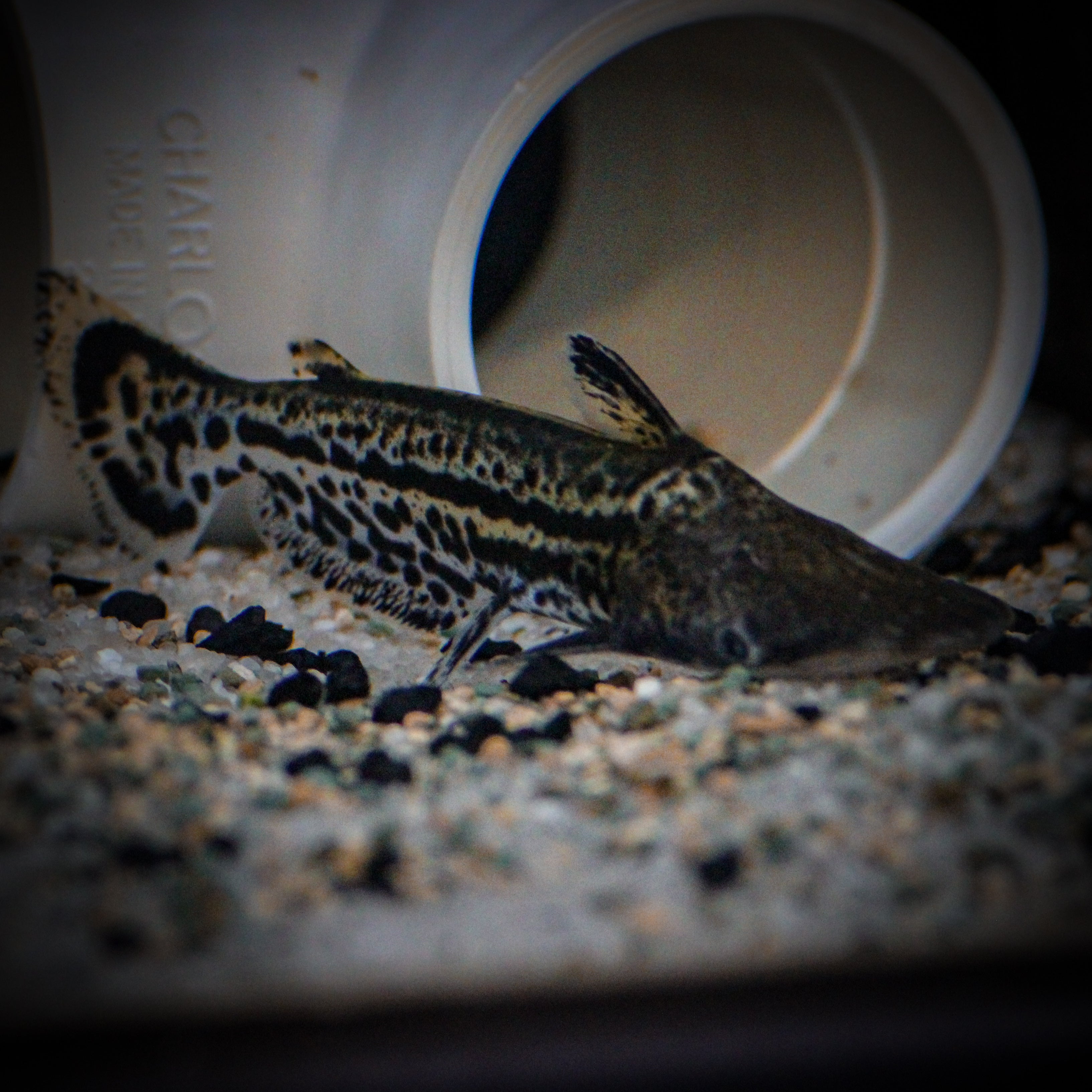 Catfish – ShopHAW