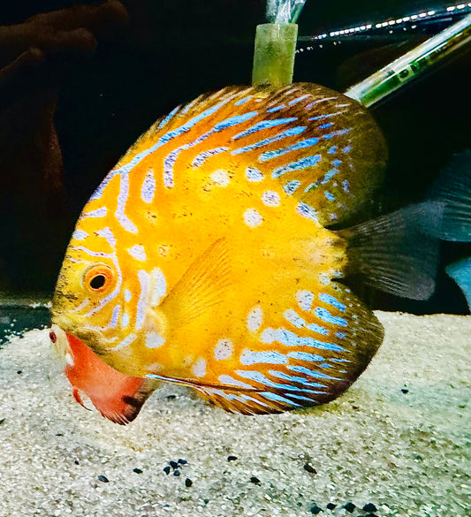 Discus at ShopHAW.com
